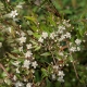 Buy Midyim Berry Fruit Trees (Midgen, Austromyrtus dulcis)