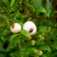 Buy Midyim Copper Tops (Austromyrtus dulcis x tenuifolia)
