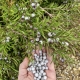 Buy Midyim Copper Tops (Austromyrtus dulcis x tenuifolia)