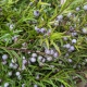 Buy Midyim Copper Tops (Austromyrtus dulcis x tenuifolia)