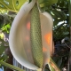 Buy Monstera Fruit Salad Trees in Australia (Monstera deliciosa)