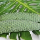 Buy Monstera Fruit Salad Trees in Australia (Monstera deliciosa)