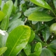 Buy Native Gardenia Trees in Australia (Atractocarpus fitzalanii)