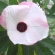 Buy Native Rosella Hibiscus Plants/Shrubs (Hibiscus heterophyllus)