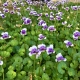 Buy Native Violet Ground Cover plants in Australia Viola hederacea