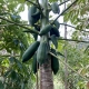 Buy Pawpaw Plant - Southern Red (Carica papaya)