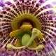 Buy Sweet Granadilla Passionfruit Vine Plats - Passiflora ligularis