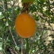 Buy Sweet Granadilla Passionfruit Vine Plats - Passiflora ligularis