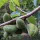 Buy Peanut Tree in Australia (Sterculia quadrifida)