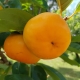 Buy Persimmon Izu Grafted Non Astringent Fruit Trees (Diospyros kaki)