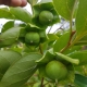 Buy Nightingale Persimmon Fruit Tree Astringent (Diospyros kaki)