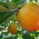 Buy Nightingale Persimmon Fruit Tree Astringent (Diospyros kaki)