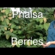 Buy Phalsa Fruit Trees/Plants in Australia (Grewia asiatica)