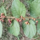 Buy Phalsa Fruit Trees/Plants in Australia (Grewia asiatica)