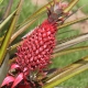Buy Red Pineapple Plants in Australia Ananas bracteatus