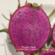 Buy Purple Haze Dragon Fruit Vine (Pitaya) Hylocereus undatus