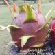 Buy Purple Haze Dragon Fruit Vine (Pitaya) Hylocereus undatus