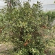 Buy Pitomba Fruit Trees (Eugenia luschnathiana)