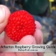 Buy Atherton Raspberry Plant - Rubus fraxinifolius