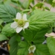 Buy Atherton Raspberry Plant - Rubus fraxinifolius