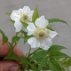 Buy Raspberry - Thornless Native Plants (Rubus rosifolius)