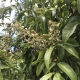 Buy Small Leaf Tamarind Tree in Australia - Diploglottis campbellii