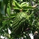 Soursop Tree - Annona muricata