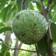 Buy Mountain Soursop Fruit Trees (Annona montana)