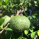 Buy Mountain Soursop Fruit Trees (Annona montana)