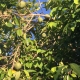 Buy Mountain Soursop Fruit Trees (Annona montana)