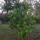 Buy Mountain Soursop Fruit Trees (Annona montana)