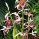 Buy Southern Swamp Orchid (Phaius australis)