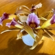 Buy Southern Swamp Orchid (Phaius australis)