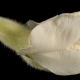 Tagasaste Tree lucerne Tree - Cytisus proliferus