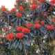 Buy Tree Waratahs - Flowers in Spring (Alloxylon flammeum)