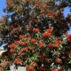 Buy Tree Waratahs - Flowers in Spring (Alloxylon flammeum)