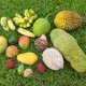 Dwarf Mango Palmer Tree - Mangifera indica