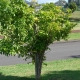 Buy Tulipwood Tree - Harpullia pendula