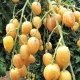 Buy Wampee Guy Sam Grafted Fruit Trees (Clausena lansium)