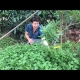Warrigal Greens Native Spinach - Tetragonia tetraganoides