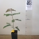 Buy Cedar Wattle Trees - Acacia elata