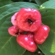 Buy Wax Jambu Pink Fruit Tree - Syzygium samarangense