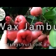 Buy Wax Jambu Pink Fruit Tree - Syzygium samarangense