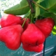 Buy Wax Jambu Red Fruit Trees (Syzygium samarangense)