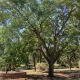 Buy White Cedar Trees in Australia (Melia azedarach)