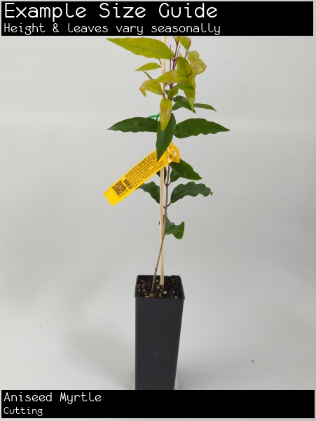 Backhousia anisata Aniseed Myrtle Tree - Backhousia anisata