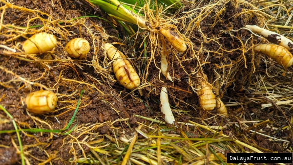 Buy West Indian Arrowroot plants - Maranta arundinacea