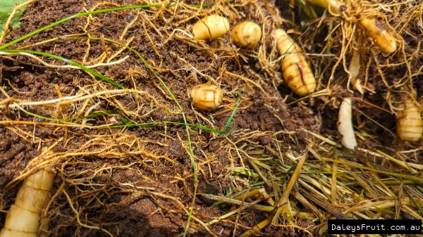 Buy West Indian Arrowroot plants - Maranta arundinacea