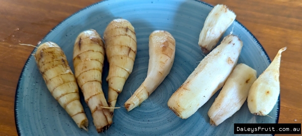 Buy West Indian Arrowroot plants - Maranta arundinacea