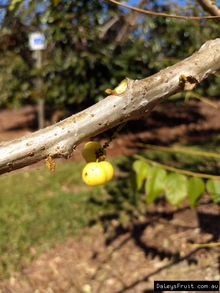 Photos: Aspen - Lemon